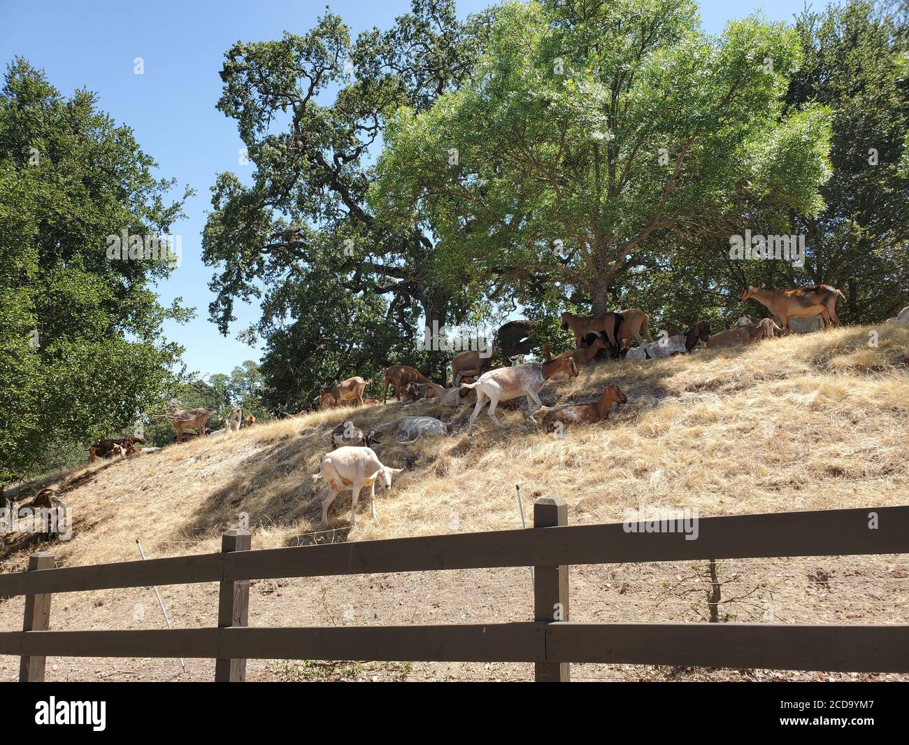 Goats graze on a hill at Bishop Ranch Open Space in San Ramon ...