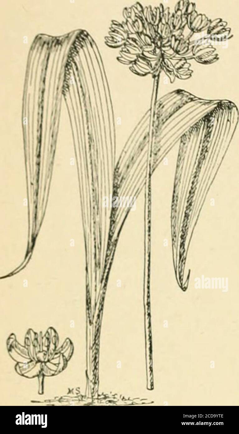Allium fistulosum cultivation hi-res stock photography and images - Alamy
