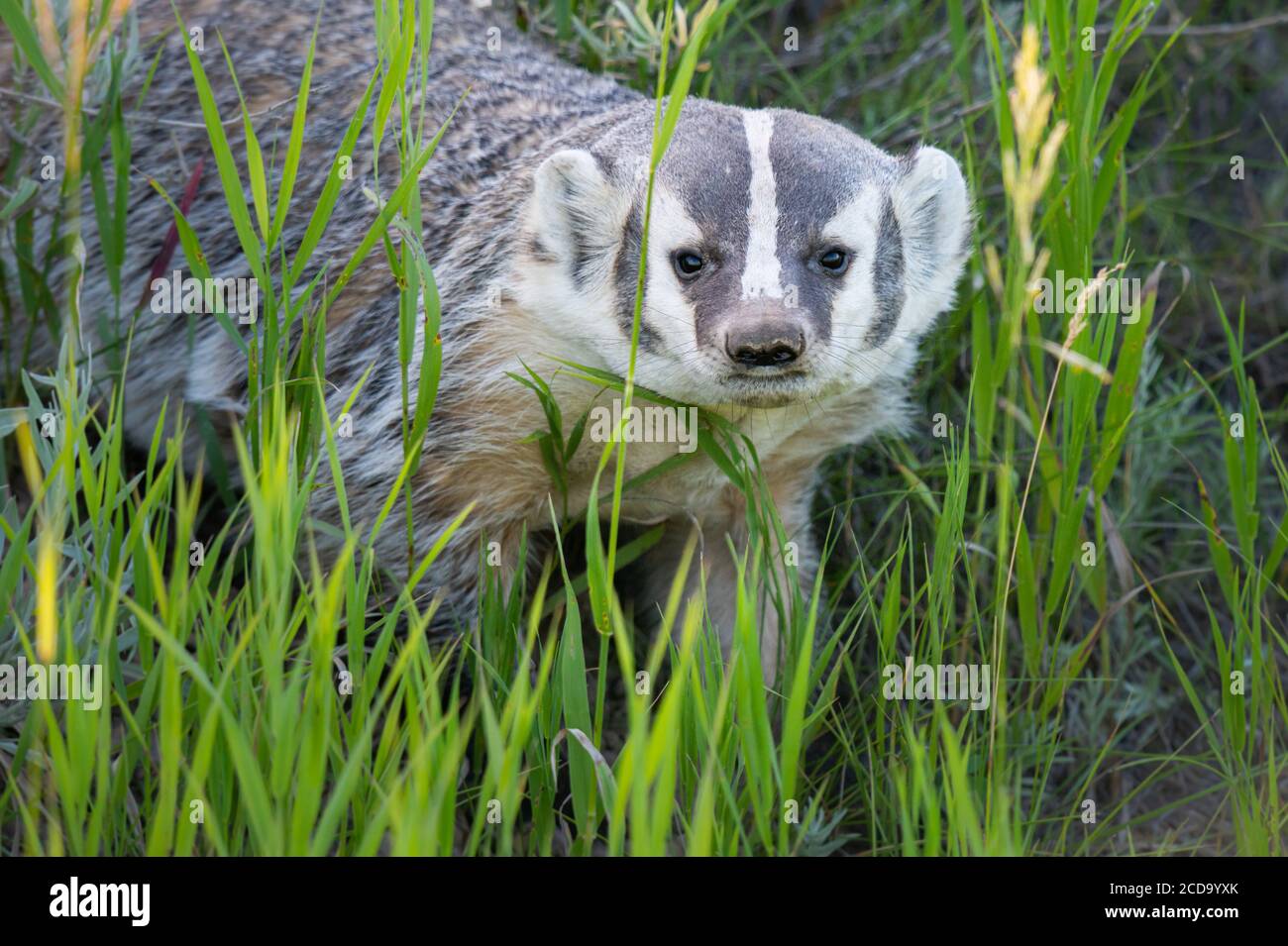Badger in the prairies Stock Photo - Alamy