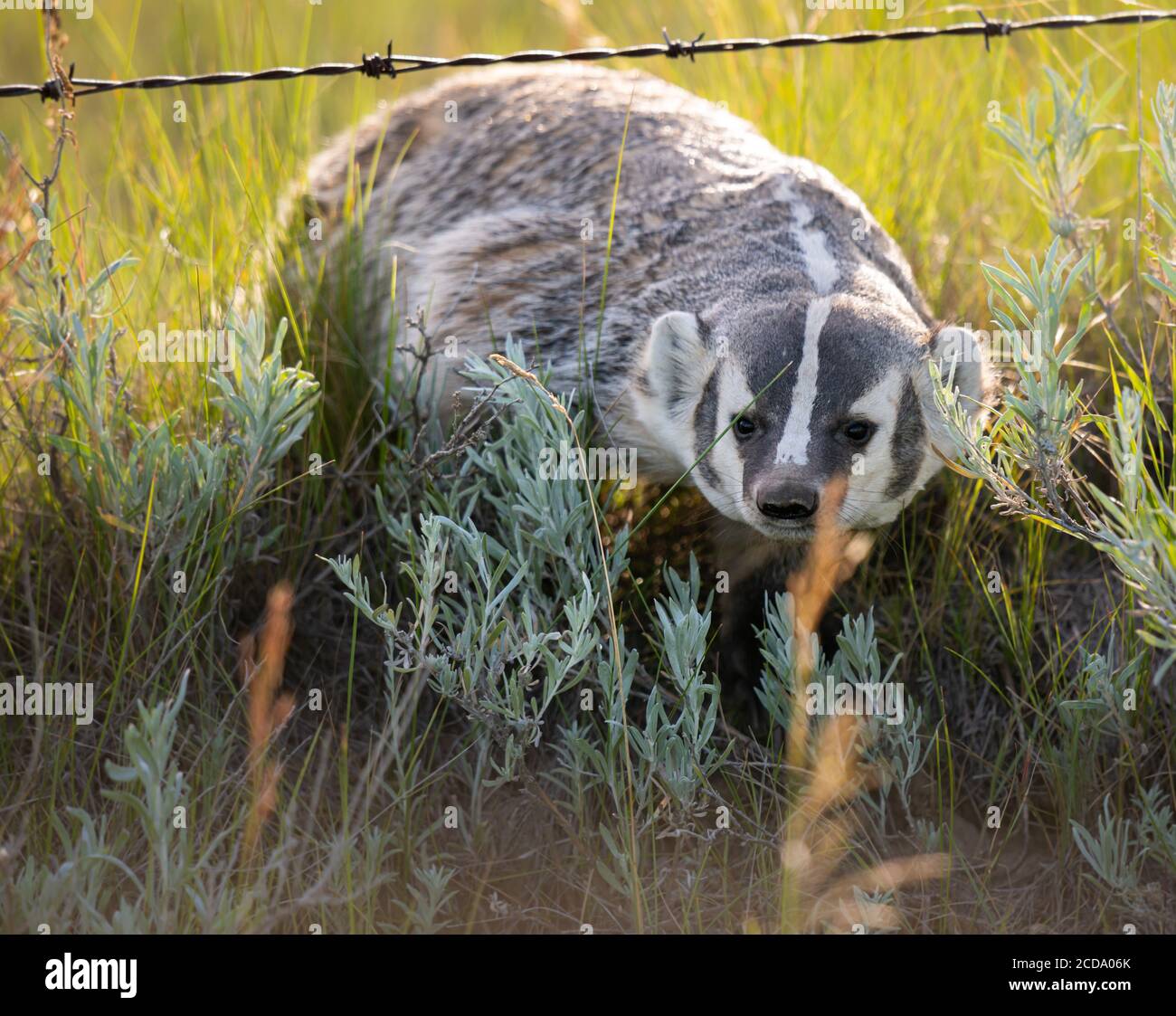 Badger in the prairies Stock Photo - Alamy