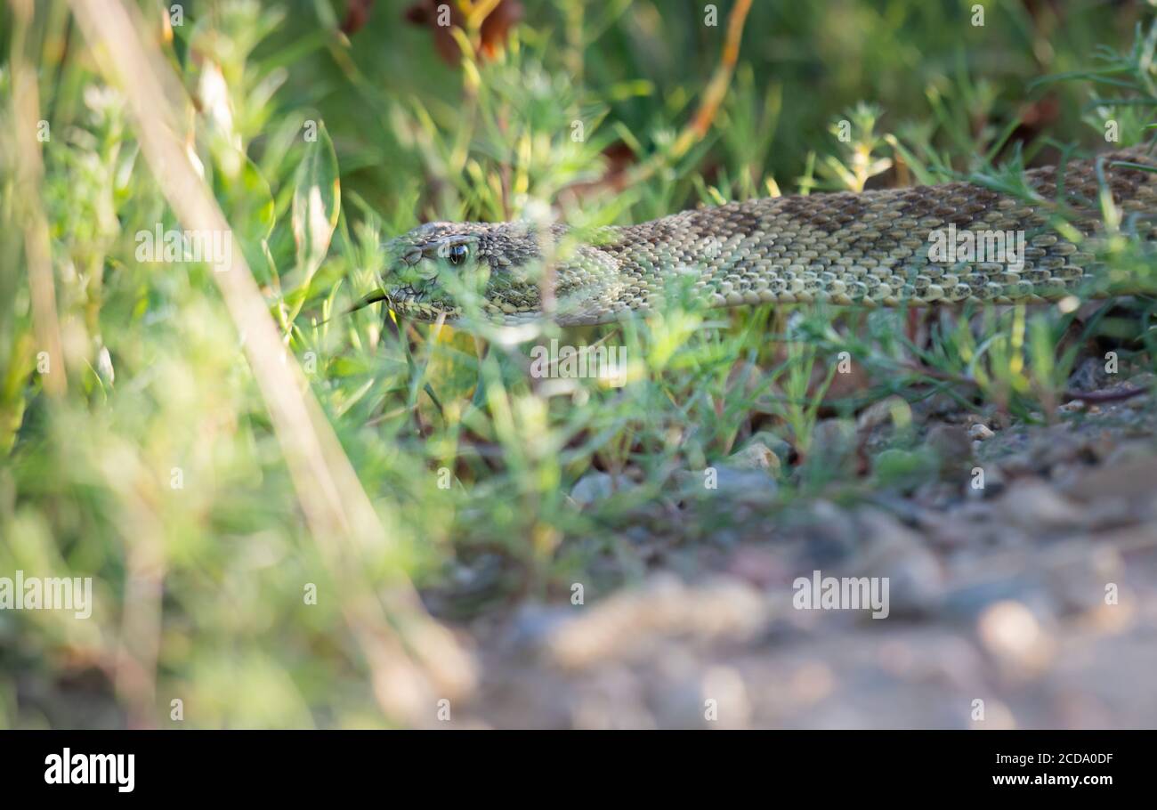 Prairie rattler hi-res stock photography and images - Alamy