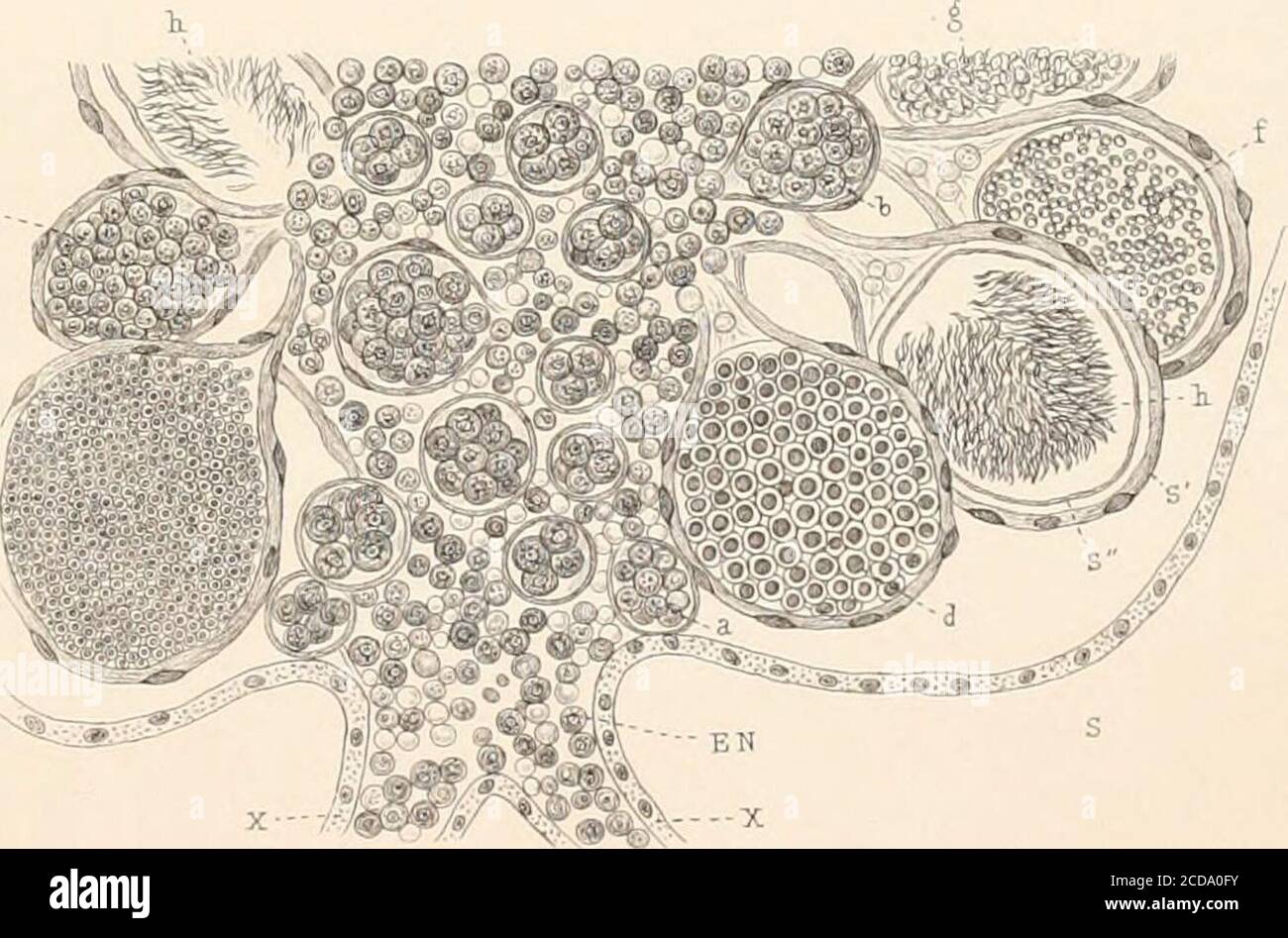 . Report on the scientific results of the voyage of H.M.S. Challenger ...