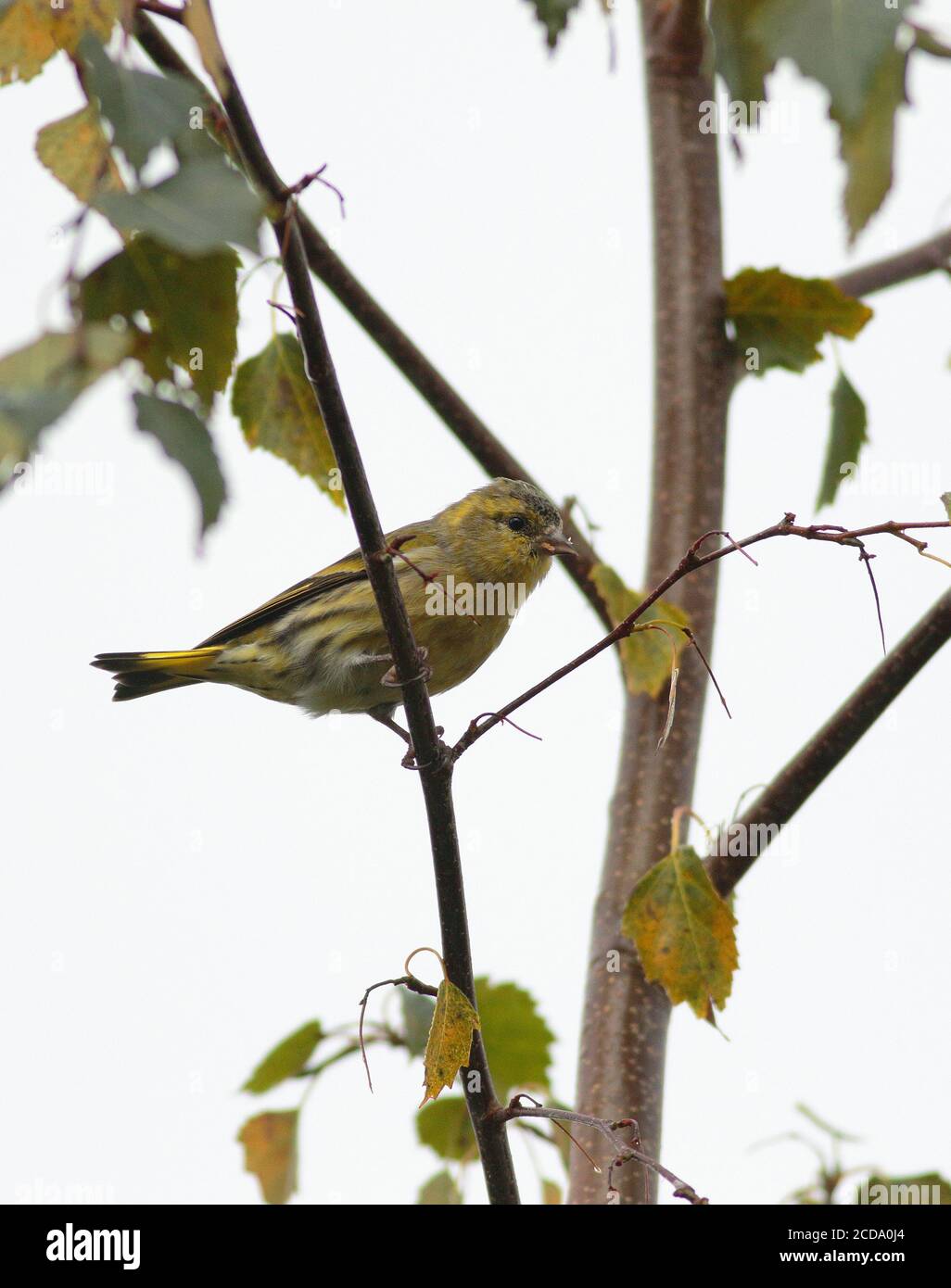 British passerines hi-res stock photography and images - Alamy