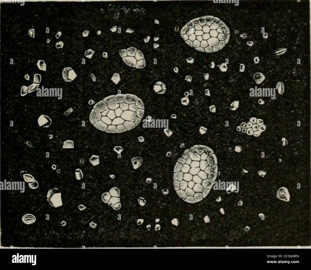 Reticulated form hi-res stock photography and images - Alamy