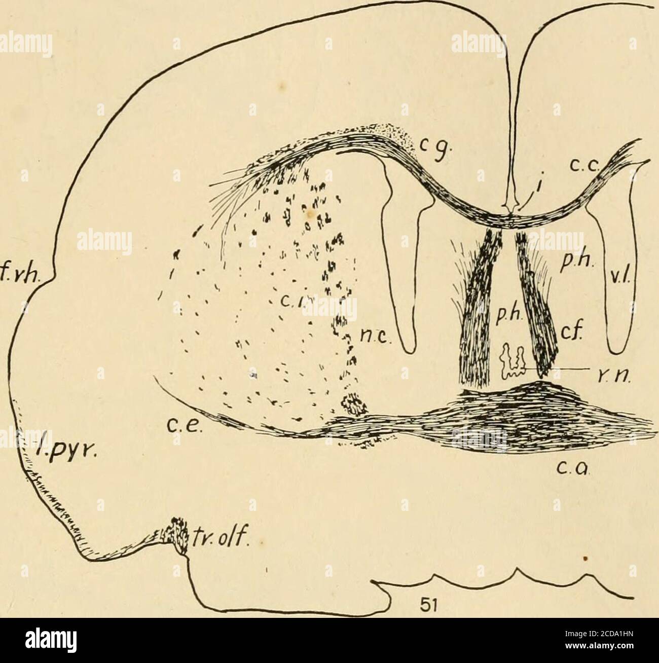 . Journal of comparative neurology . SEPTUM, HIPPOCAMPUS, PALLIAL ...