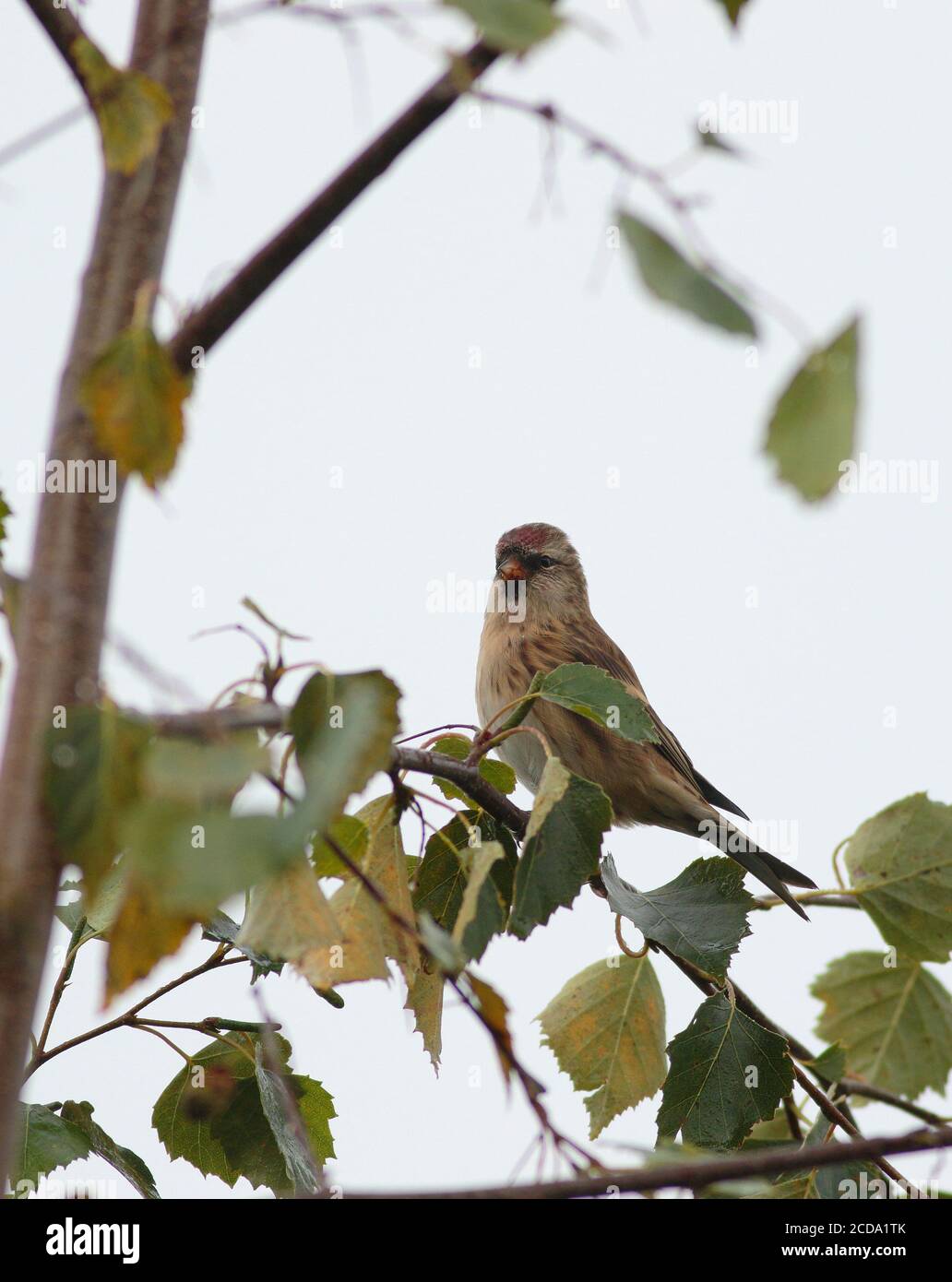 Redpoll uk seeds hi-res stock photography and images - Alamy