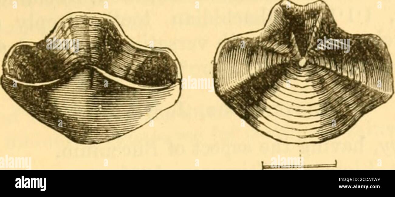 Six round lobes hi-res stock photography and images - Alamy