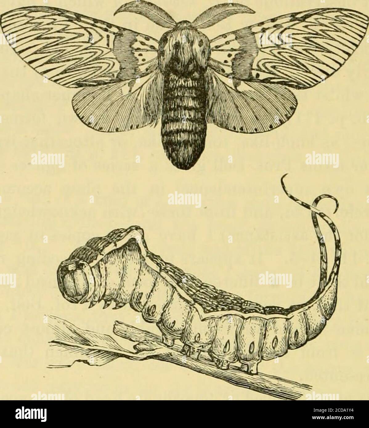 Mucus insects hi-res stock photography and images - Alamy