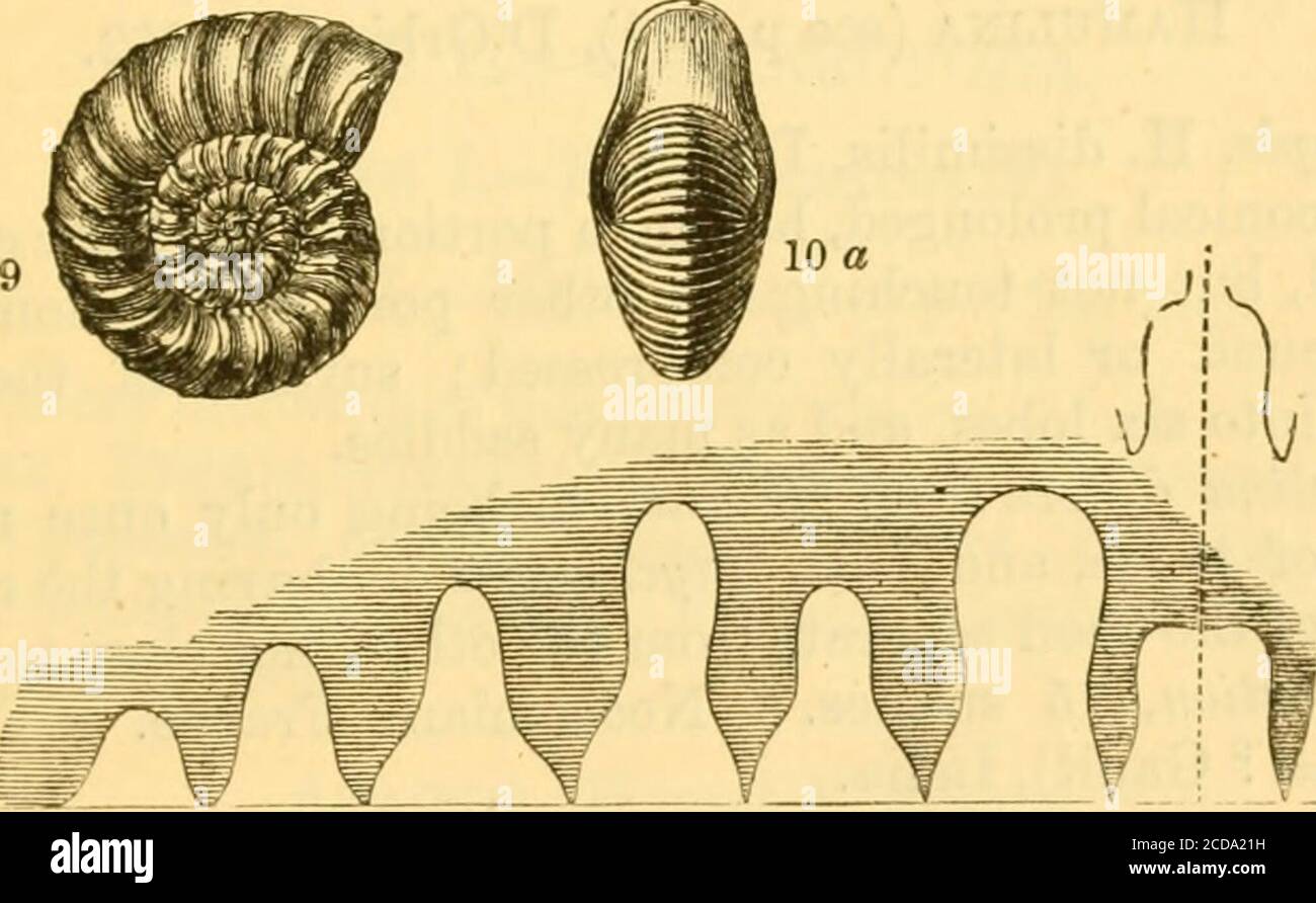 . Appendix to the Manual of Mollusca of S.P. Woodward, A.L.S ...