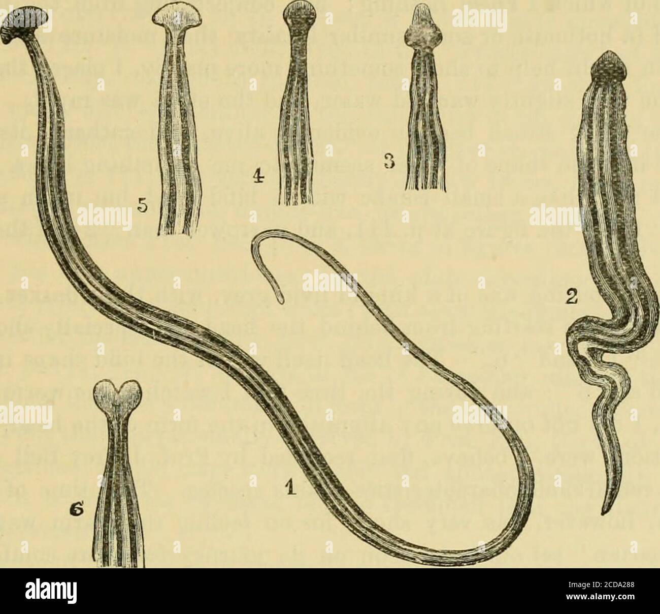 Slugworm hi-res stock photography and images - Alamy