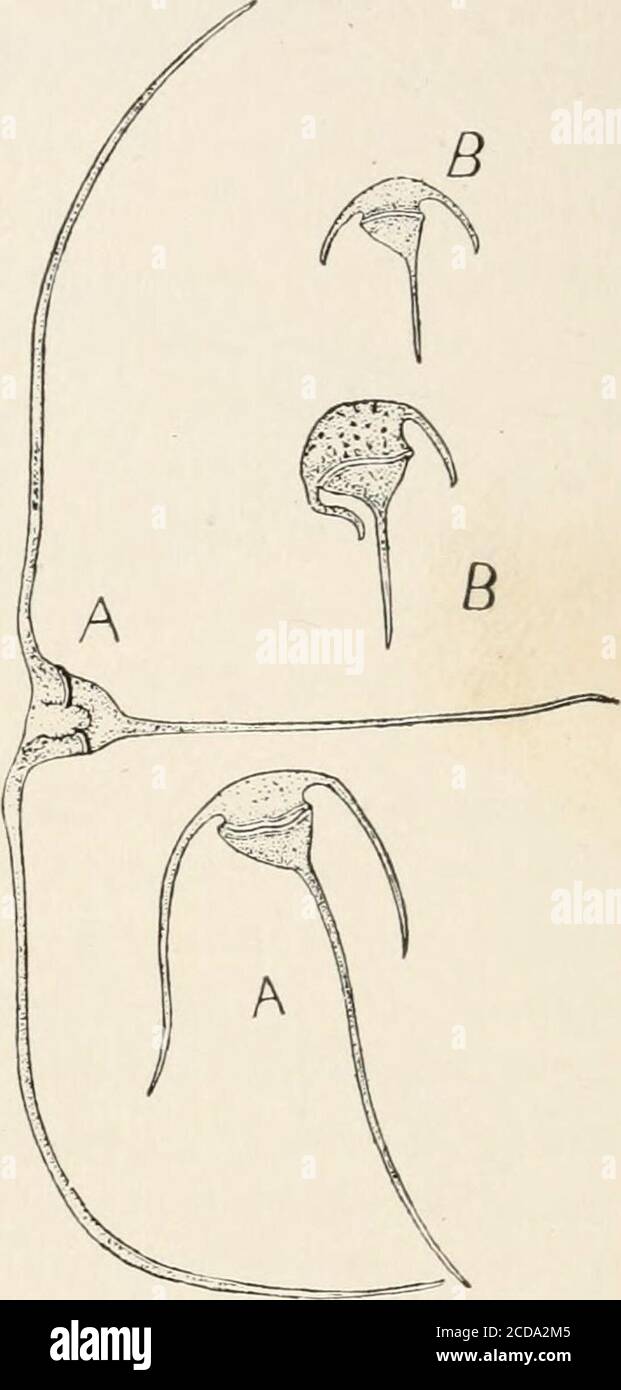 Theories of evolution of species hi-res stock photography and images ...
