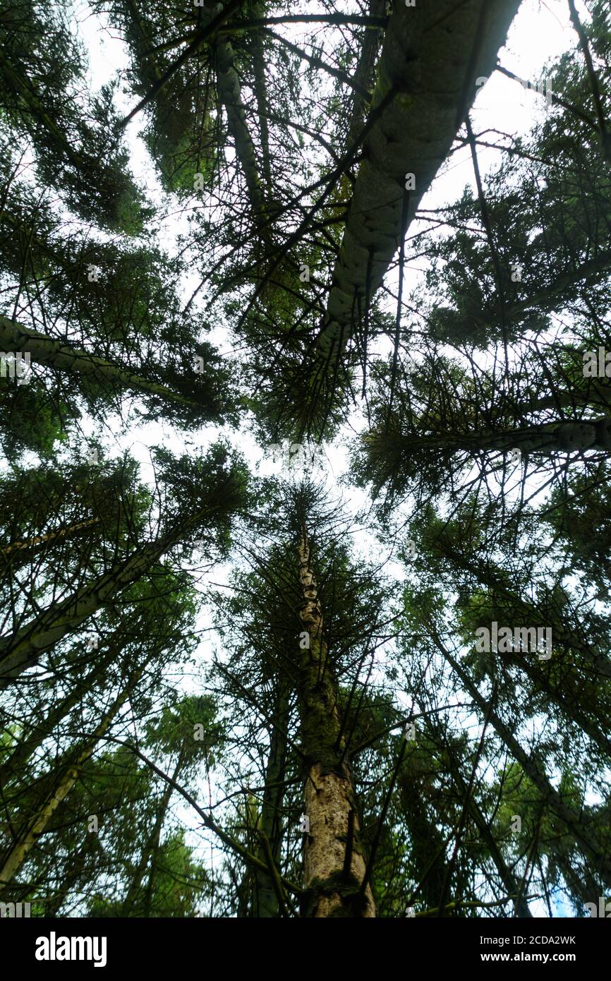 Silver fir trees hi-res stock photography and images - Alamy