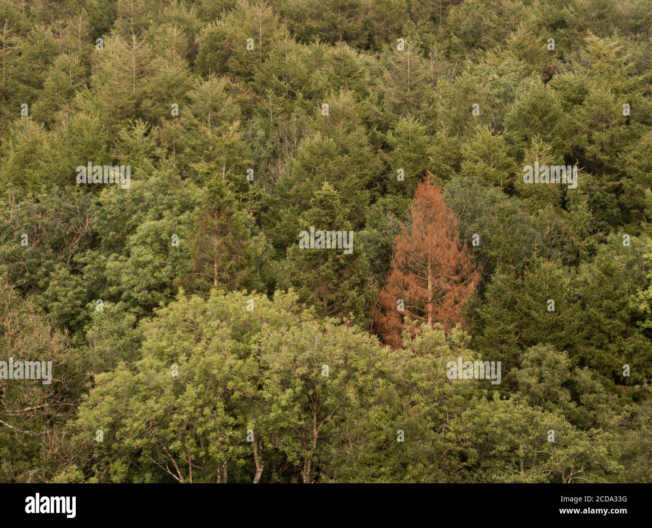 One dead tree stands out in a forest of green Stock Photo - Alamy