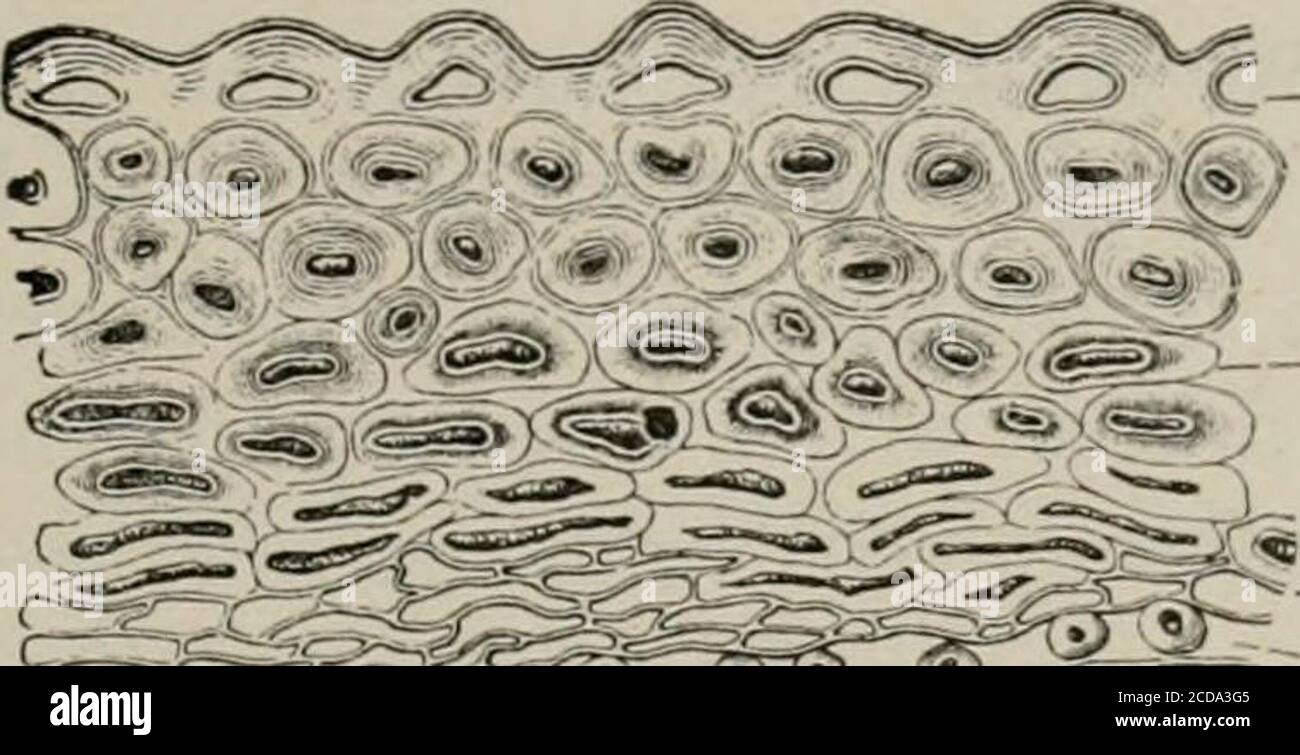 Root hairs microscopy hi-res stock photography and images - Alamy