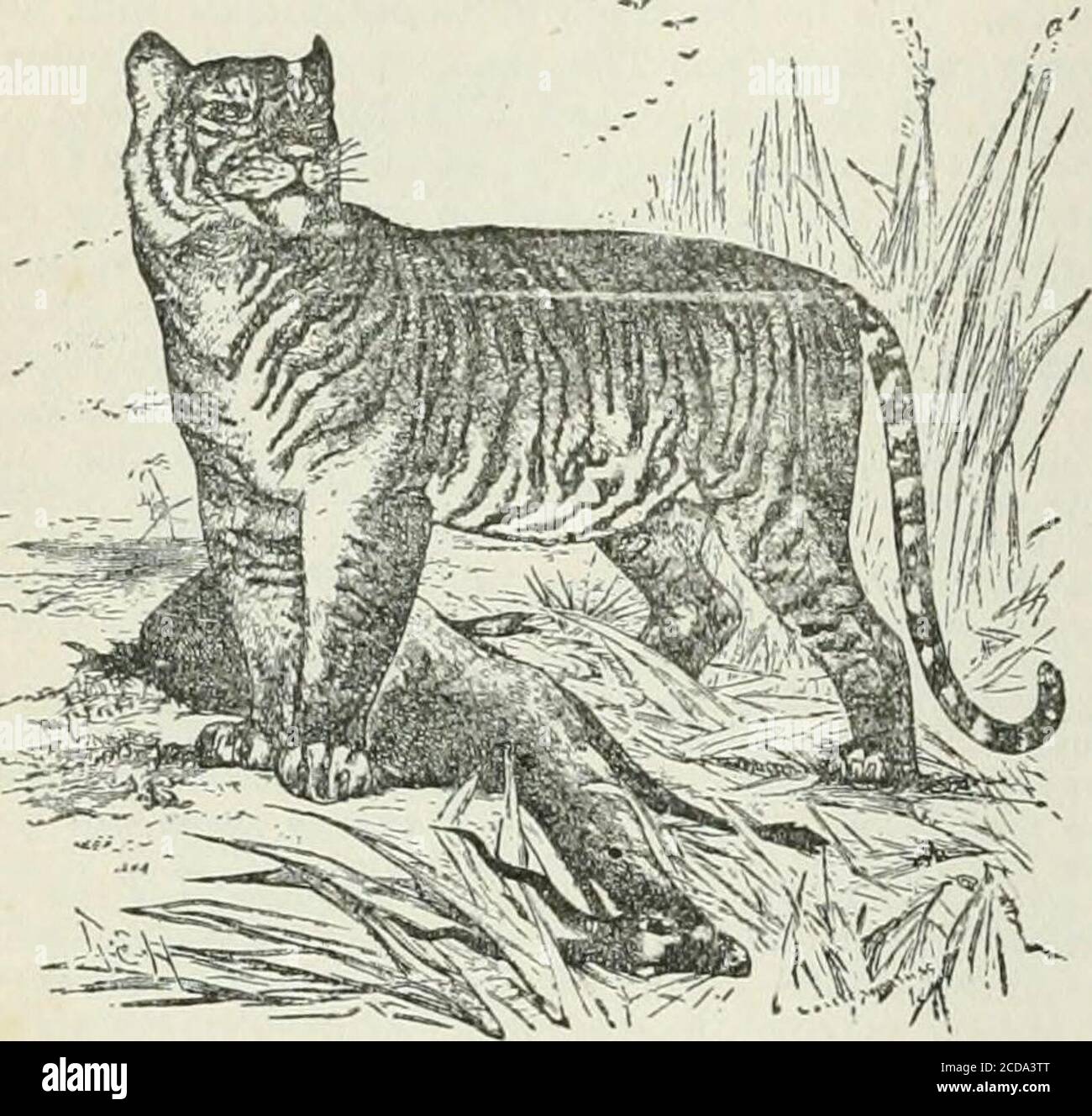 Hyoid bone in a cat hi-res stock photography and images - Alamy