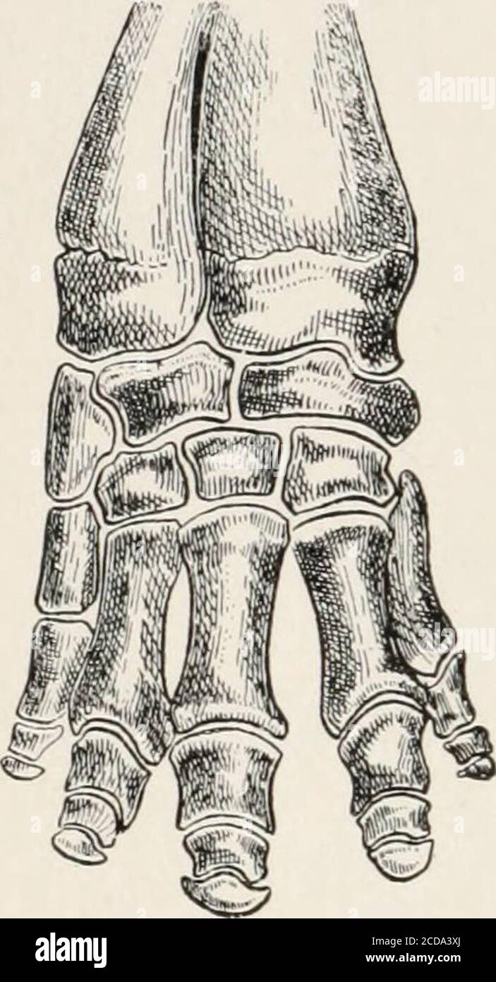 . Evolution and animal life; an elementary discussion of facts ...