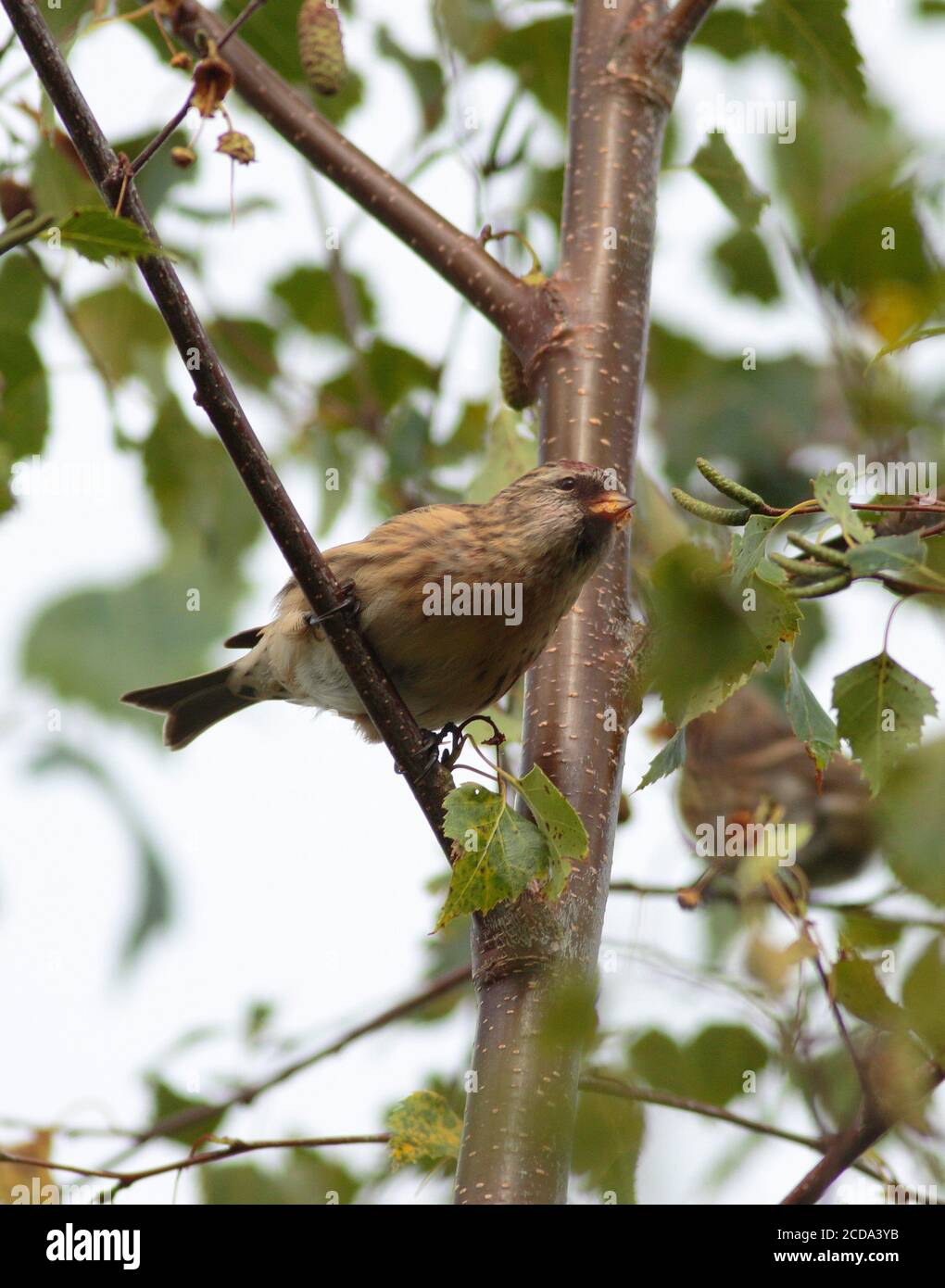 Lesser redpoll breeding hi-res stock photography and images - Alamy
