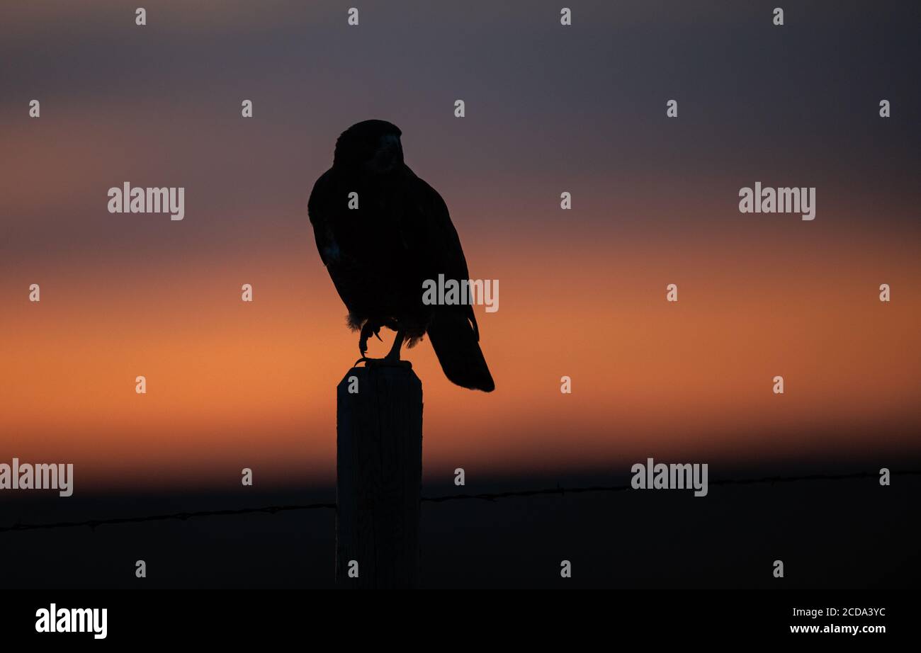 Hawk at sunset hi-res stock photography and images - Alamy