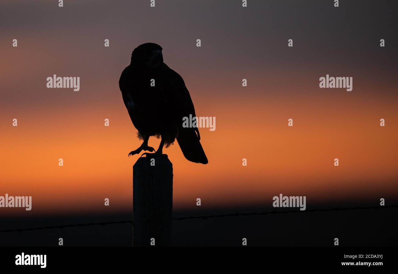Hawk at sunset hi-res stock photography and images - Alamy