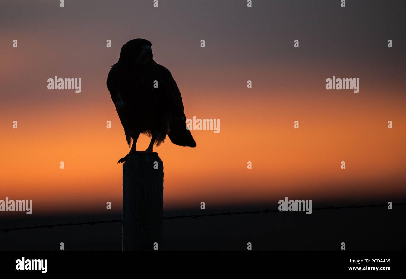 Hawk at sunset hi-res stock photography and images - Alamy
