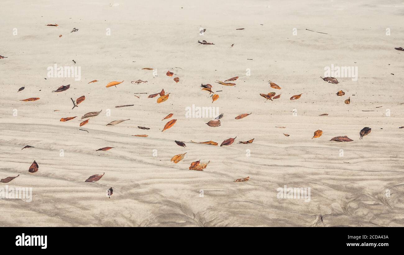 Leafs lying on the beach Stock Photo - Alamy