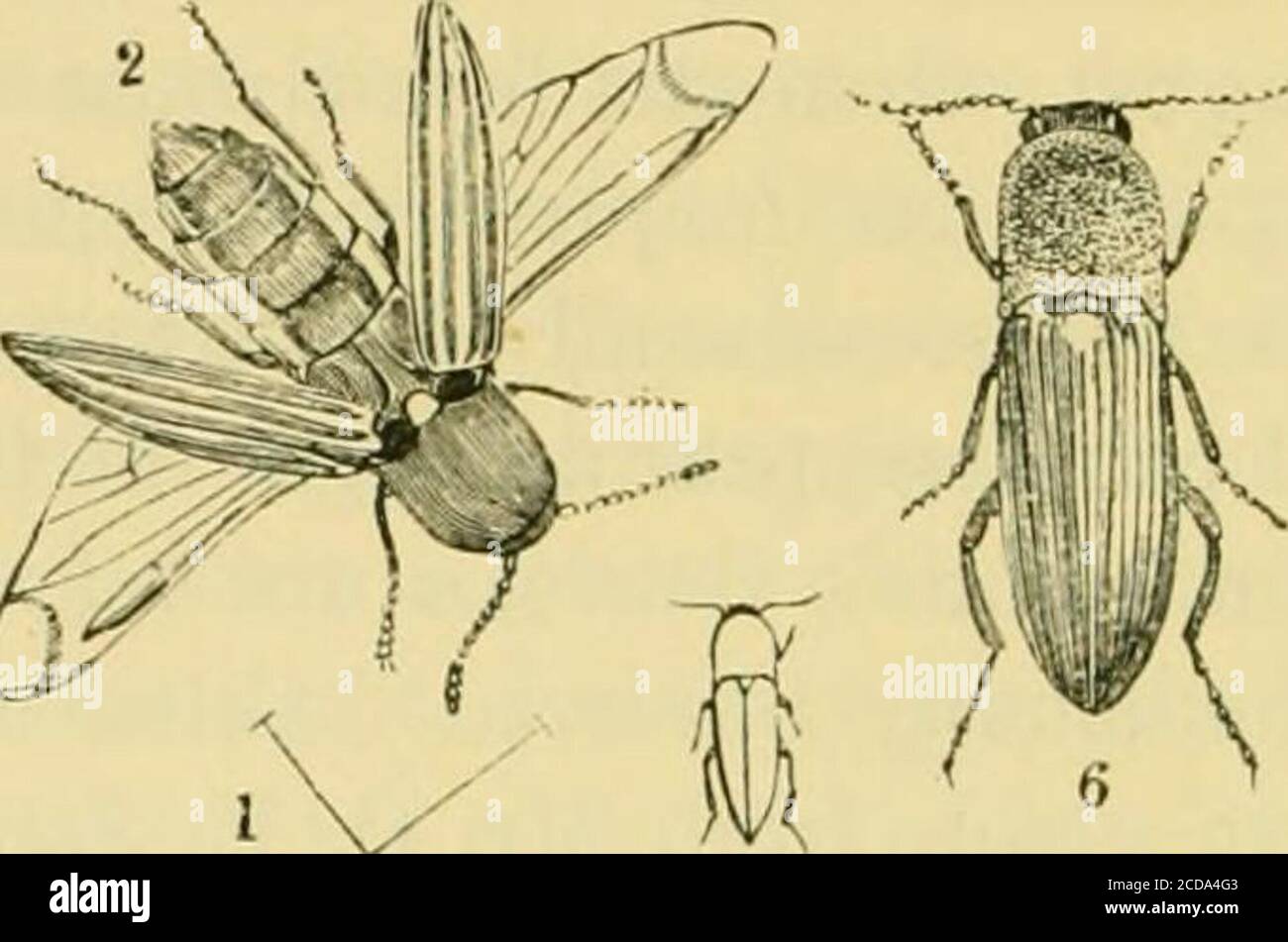 . Report of observations of injurious insects and common farm pests ...