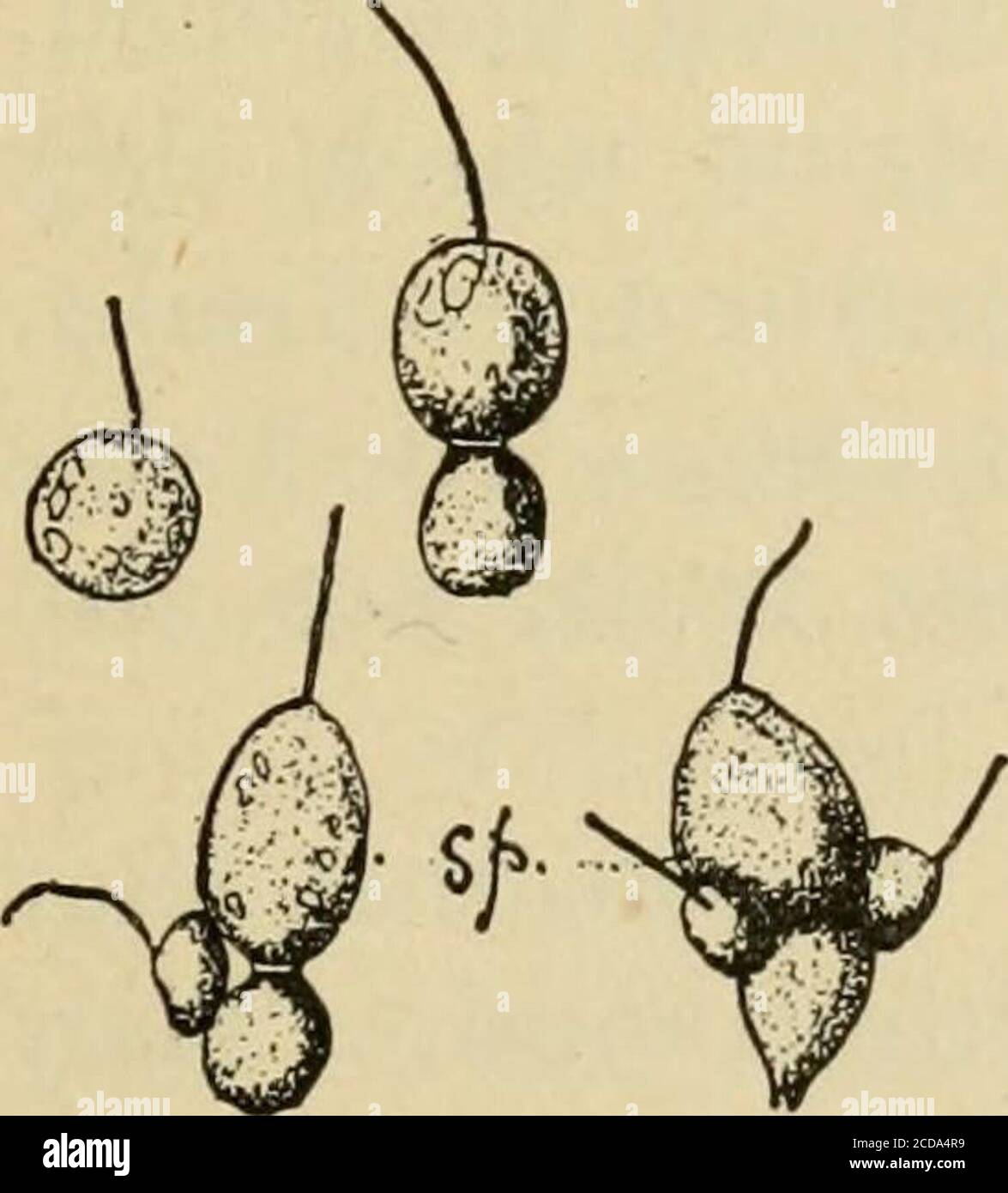 . Fungi and fungicides; a practical manual, concerning the fungous ...