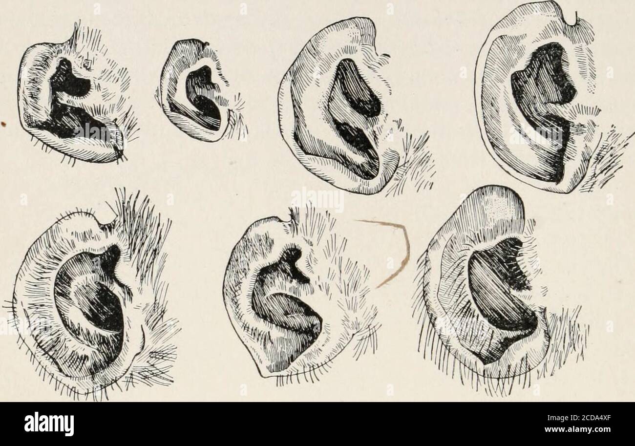 . Evolution and animal life; an elementary discussion of facts ...
