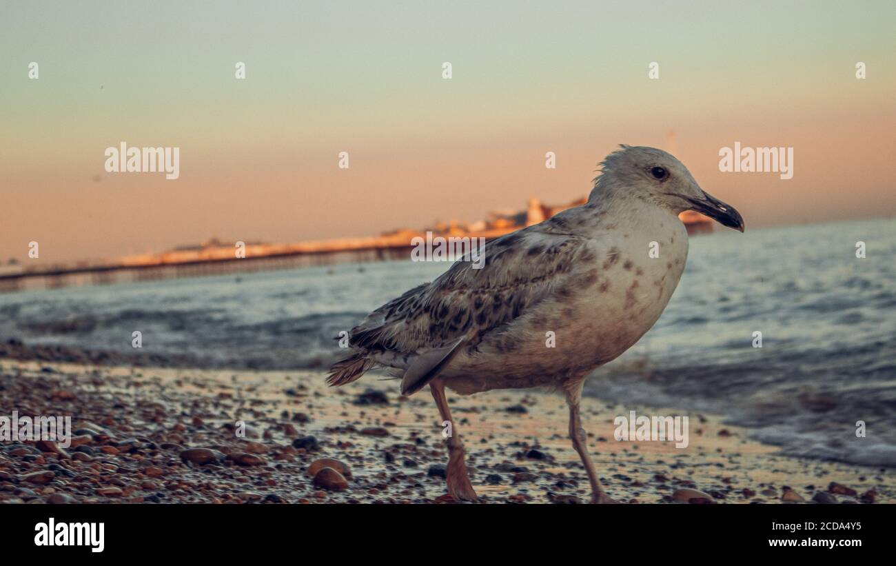 Birds of brighton hi-res stock photography and images - Alamy