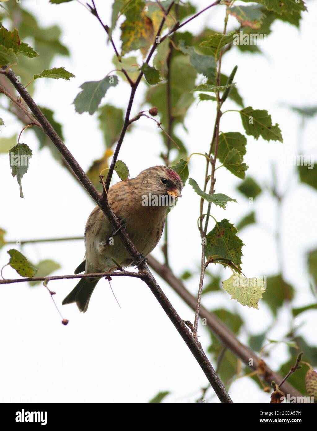 Lesser redpoll breeding hi-res stock photography and images - Alamy