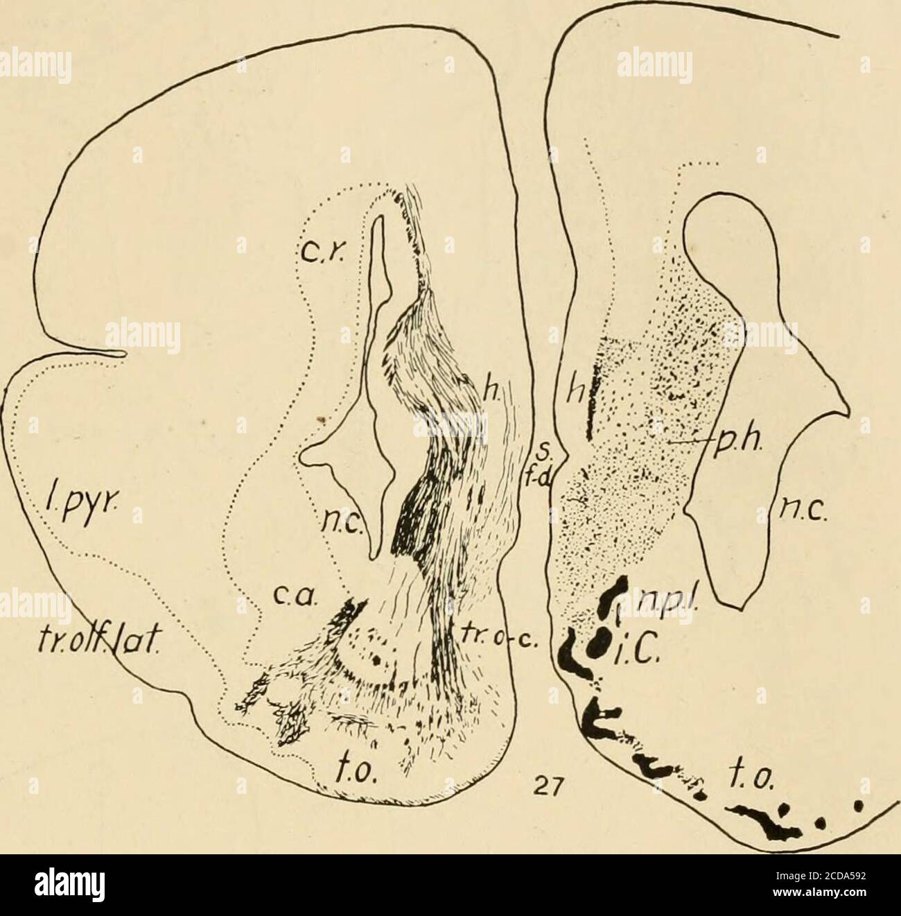. Journal of comparative neurology . SEPTUM, HIPPOCAMPUS, PALLIAL ...