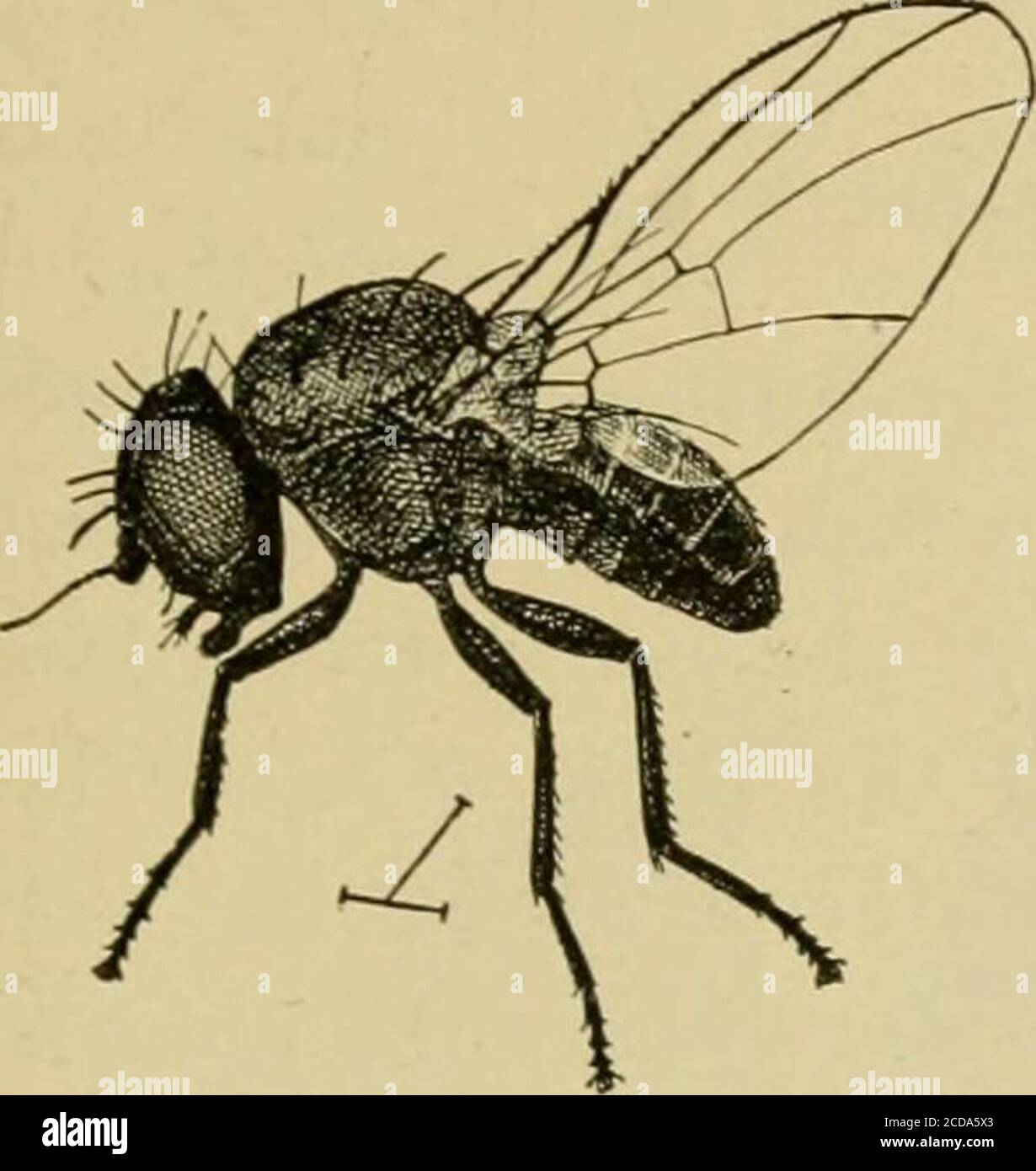 . Insect pests of farm, garden and orchard . g has not been observed ...