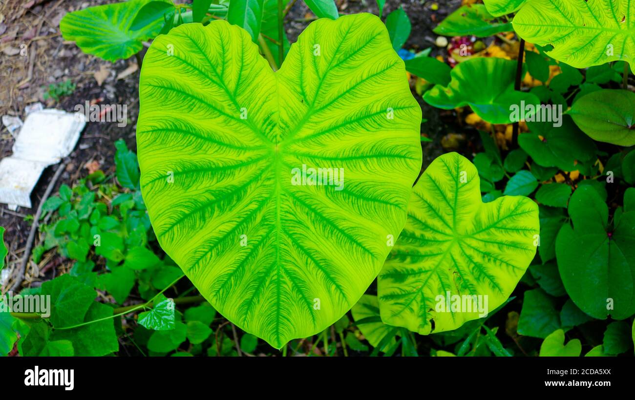 The picture of colocasia esculenta or taro. Colocasia also name kochu ...