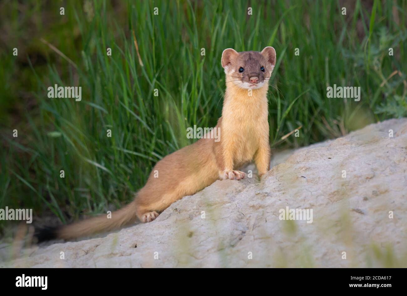 Long tailed weasel Stock Photo - Alamy