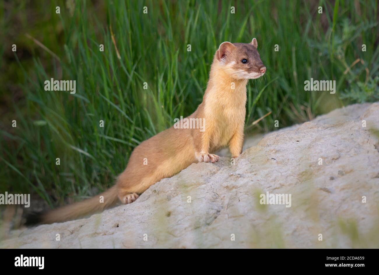 Long tailed weasel Stock Photo - Alamy