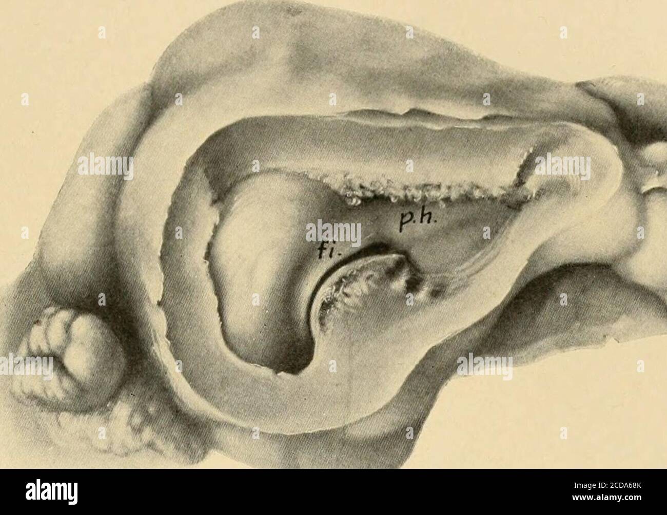 . Journal of comparative neurology . ^xient Fig. 21 Opossum (Didelphys ...