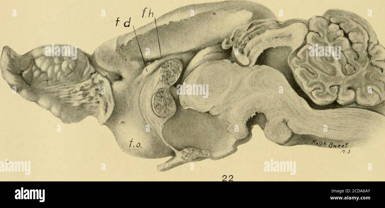 . Journal of comparative neurology . § ^^^mummrn 21. ^xient Fig. 21 ...