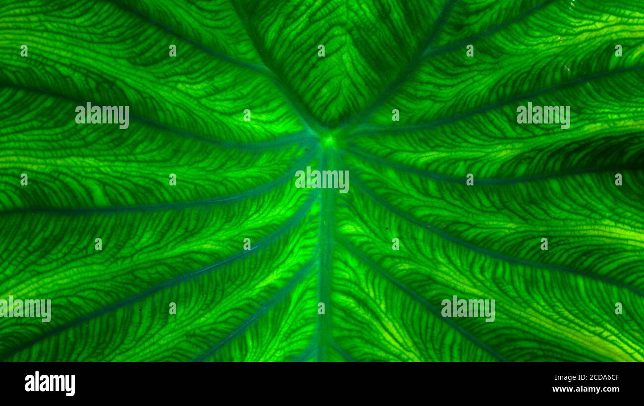 The picture of colocasia esculenta (alocasia) or taro. Local name of ...