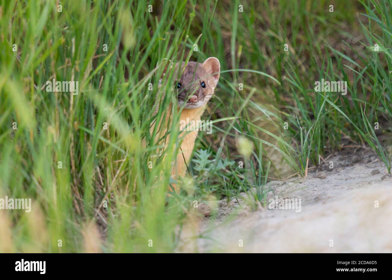 Long tailed weasel Stock Photo - Alamy