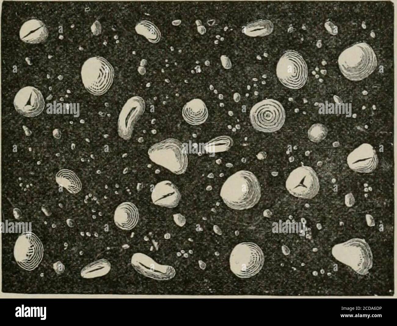 . The microscopy of vegetable foods, with special reference to the ...