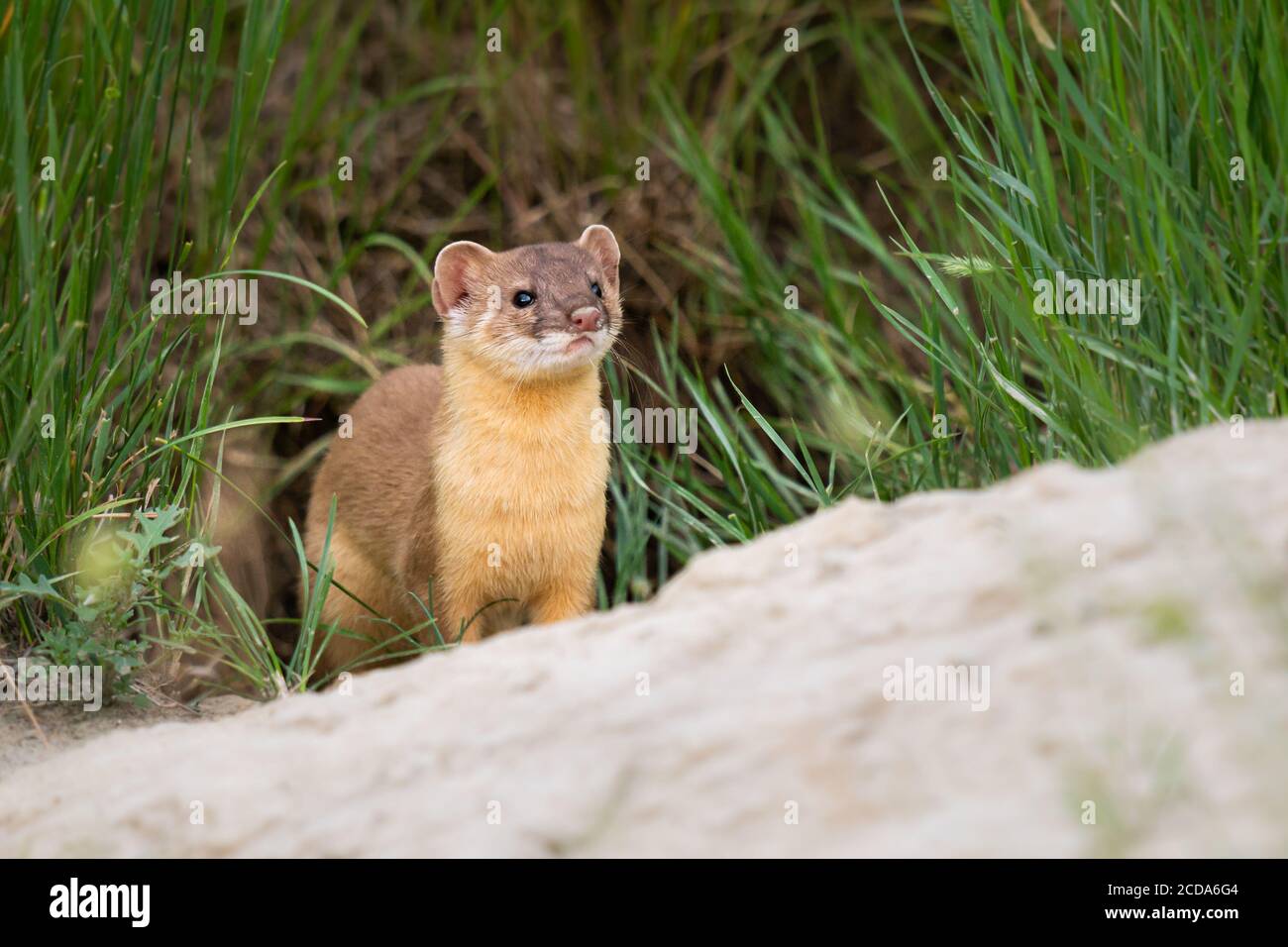 Long tailed weasel Stock Photo - Alamy