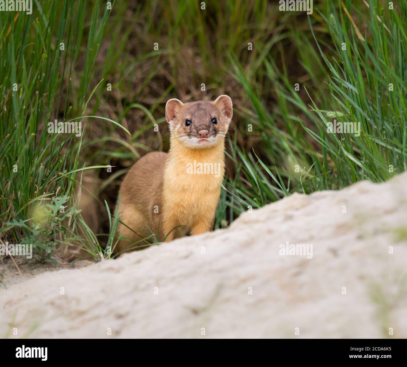 Long tailed weasel Stock Photo - Alamy