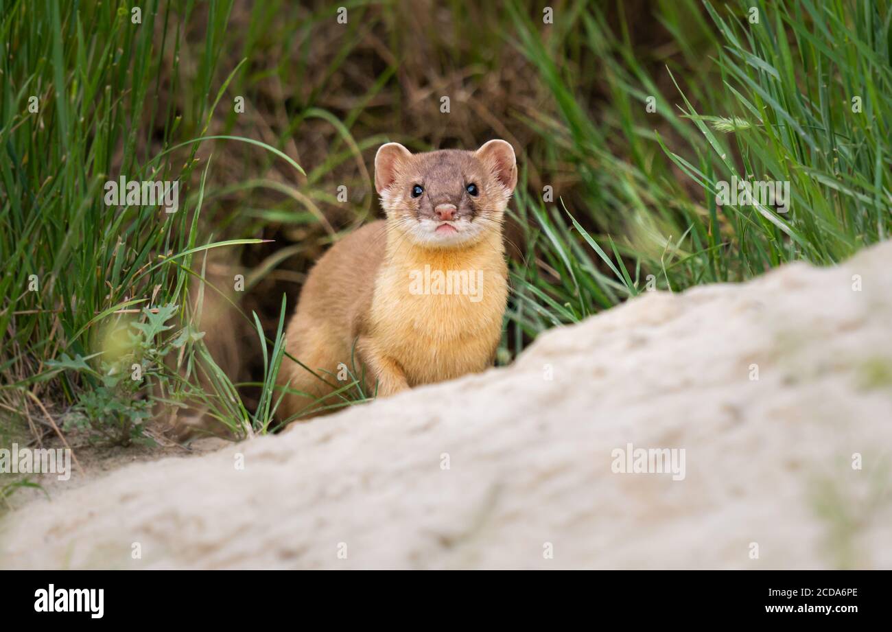 Long tailed weasel Stock Photo - Alamy