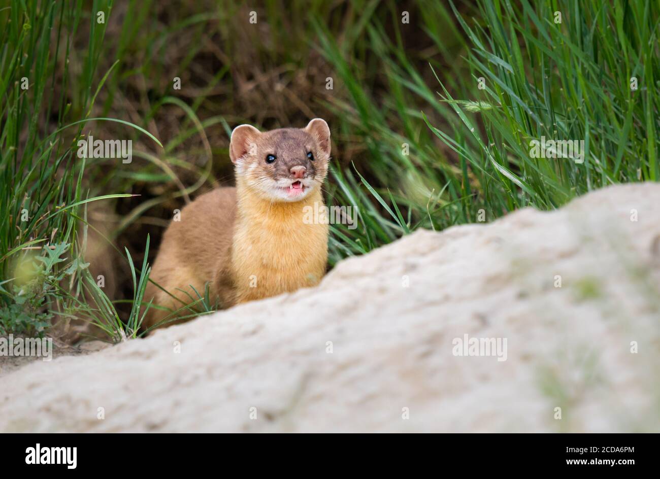 Long tailed weasel Stock Photo - Alamy