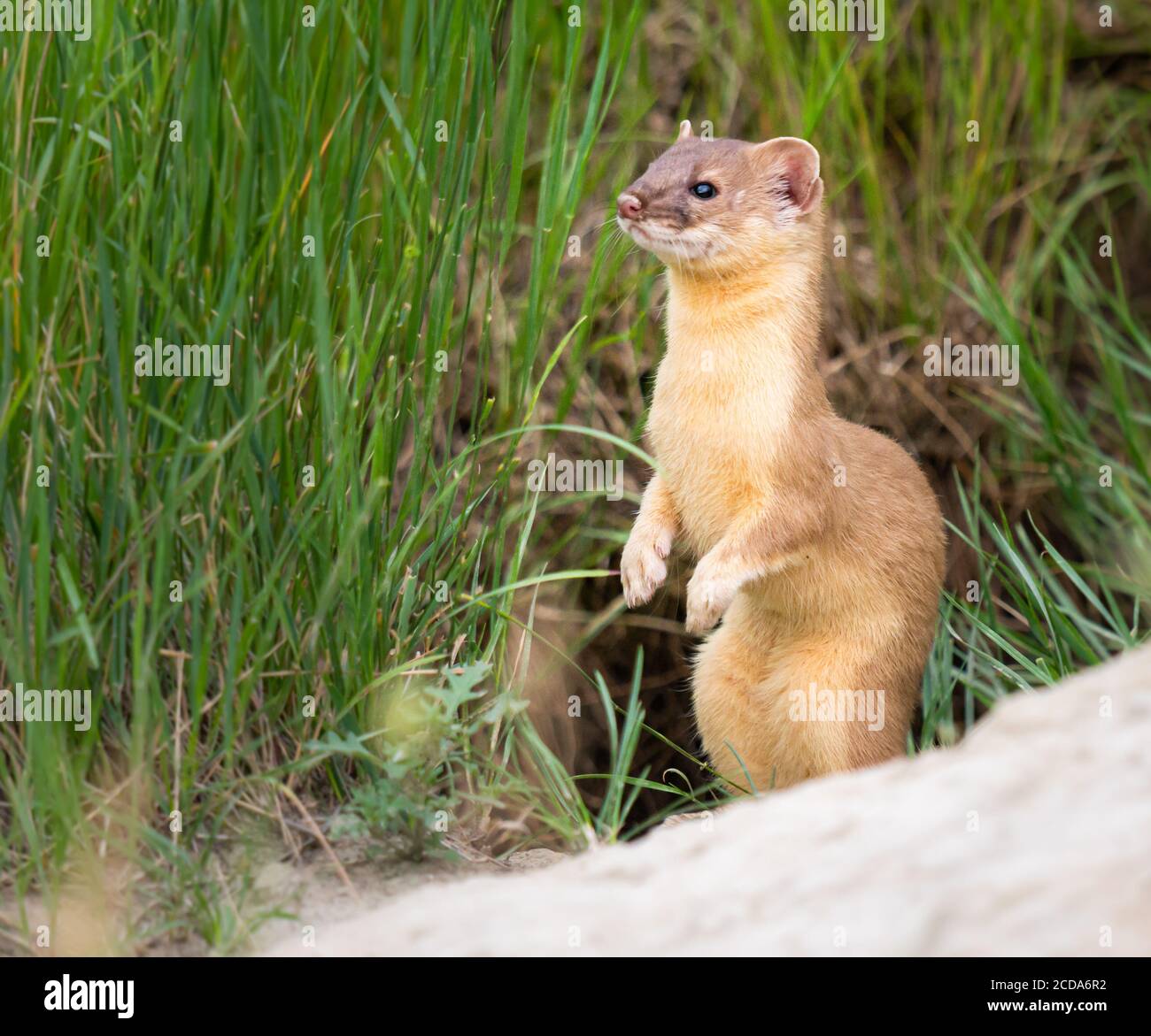 Long tailed weasel Stock Photo - Alamy