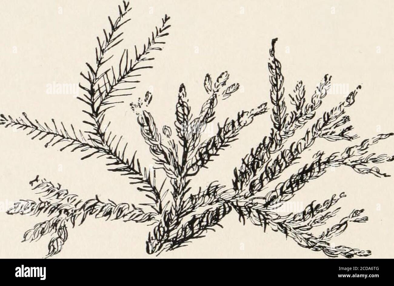 Ancon sheep hi-res stock photography and images - Alamy