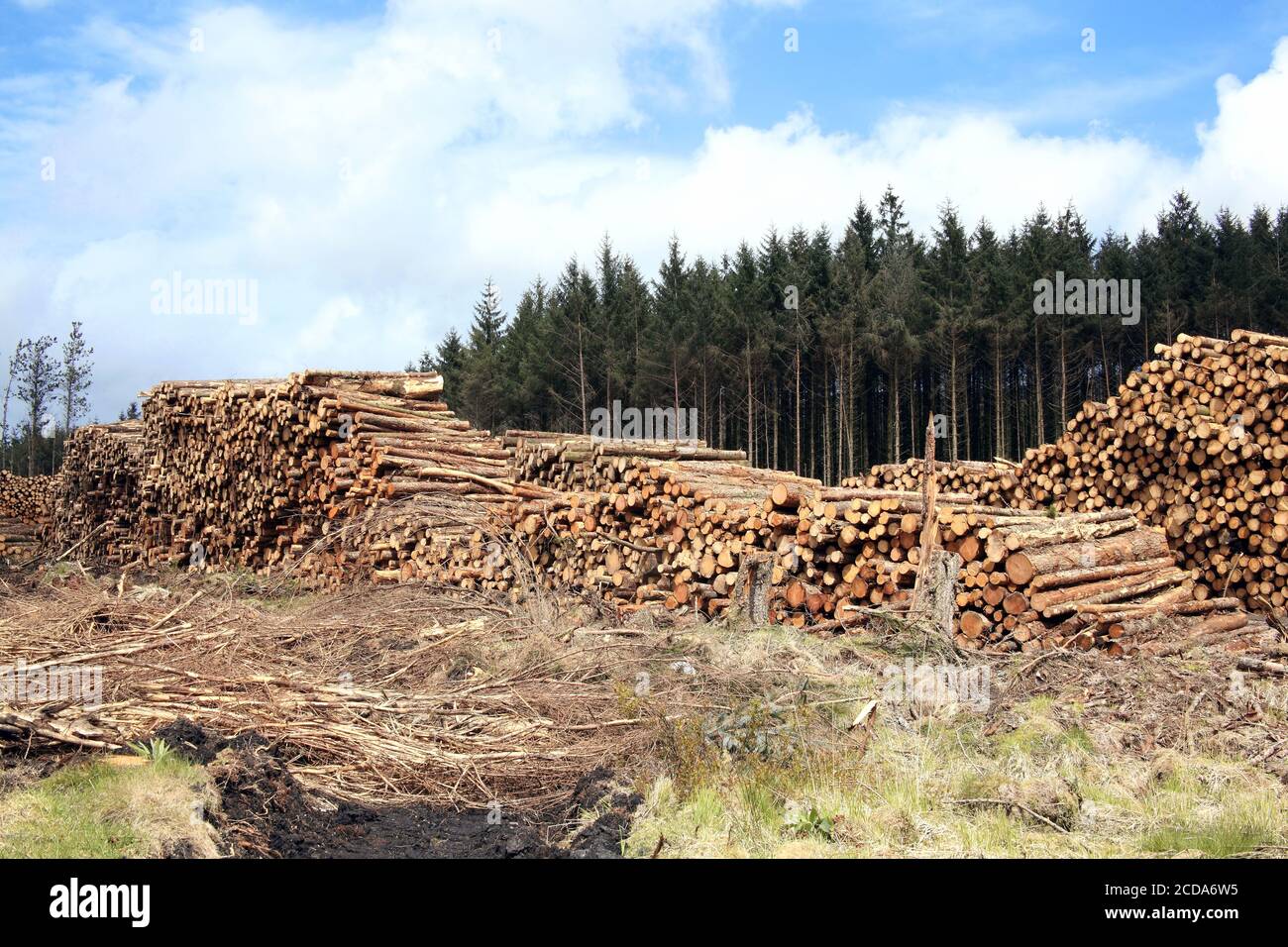 Forest pine trees log trunks felled by the logging timber industry a ...