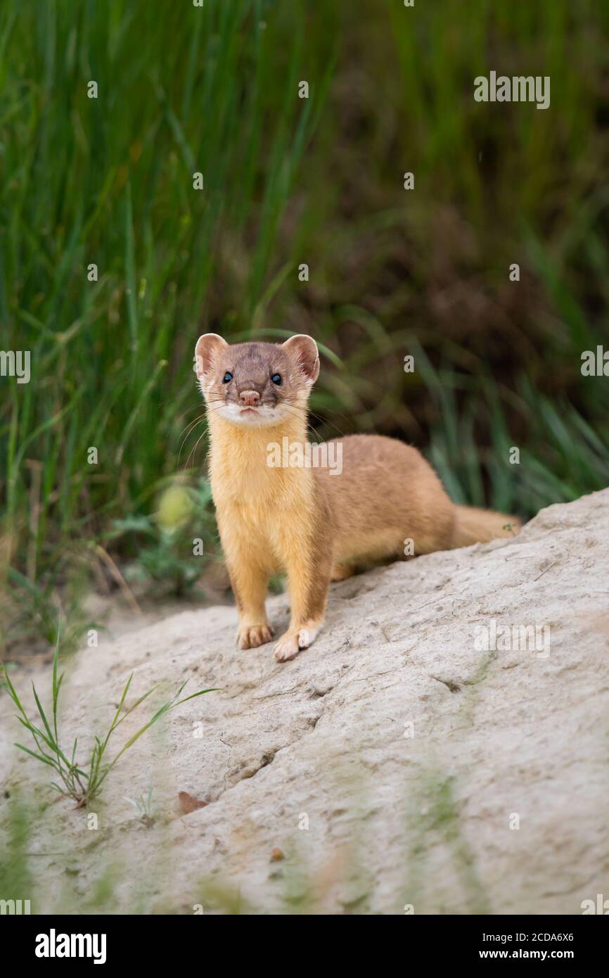 Long tailed weasel Stock Photo - Alamy