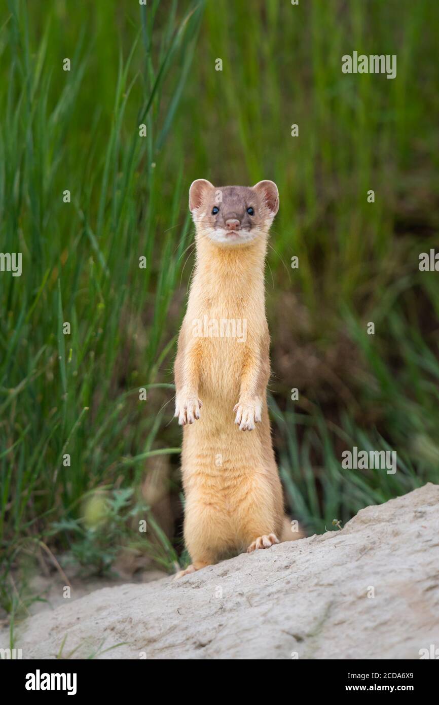Long tailed weasel Stock Photo - Alamy