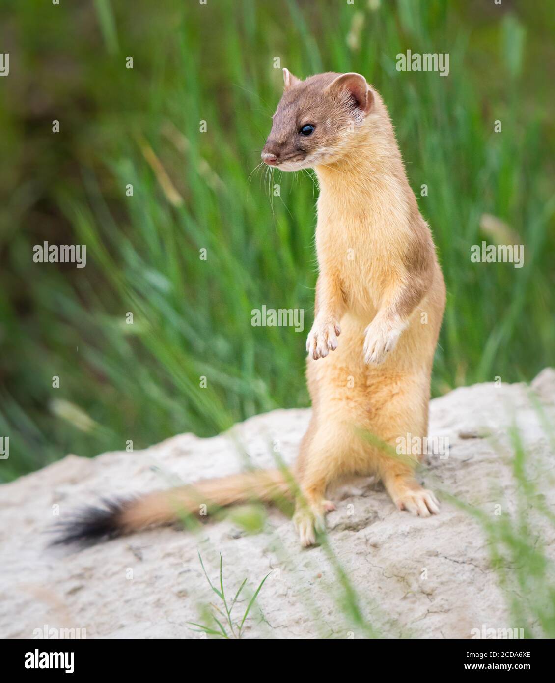 Long tailed weasel Stock Photo - Alamy